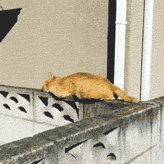 Wkwkwkwkwkw---Kucing bodoh | KASKUS